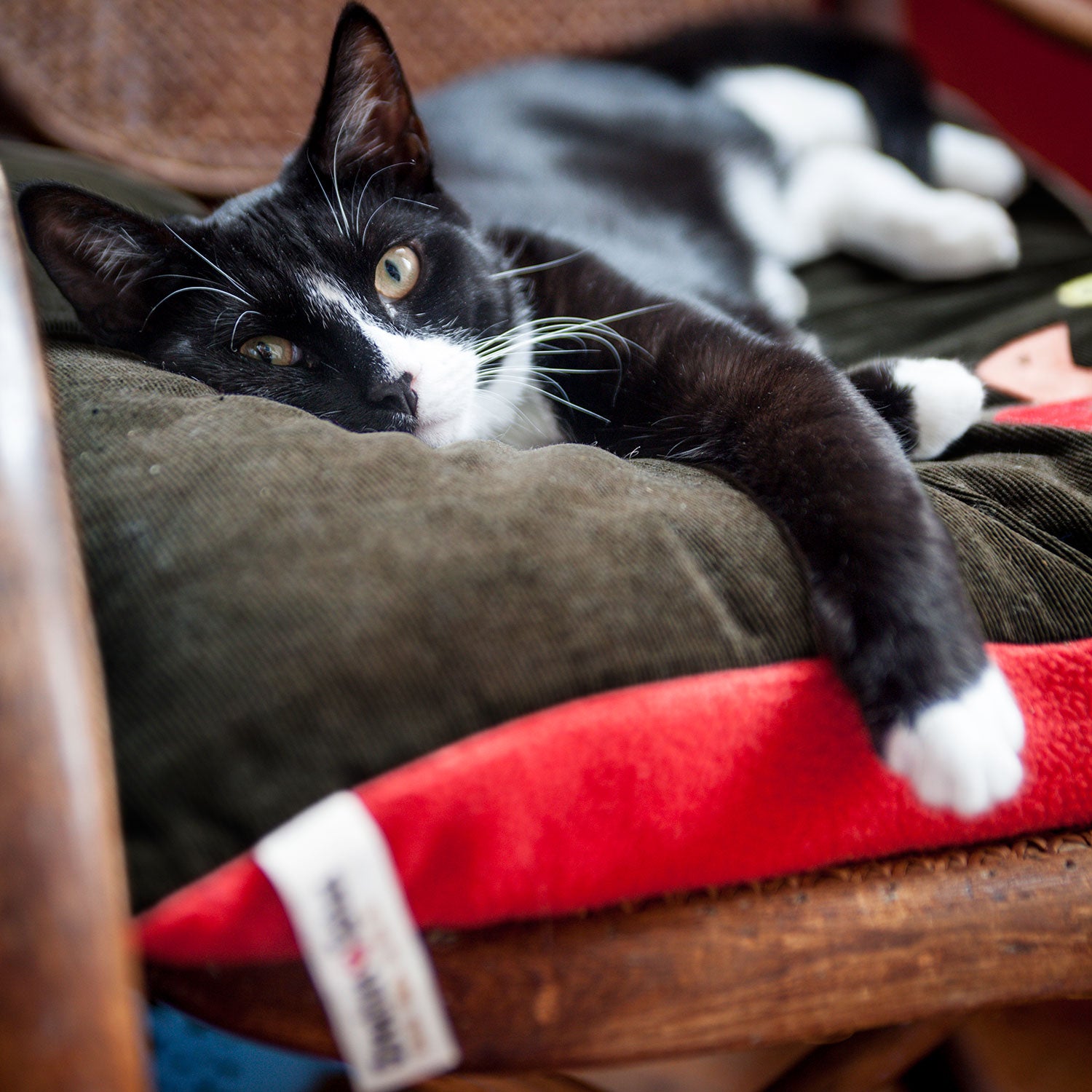 Creature Clothes - Dog and Cat Products Handmade in the UK