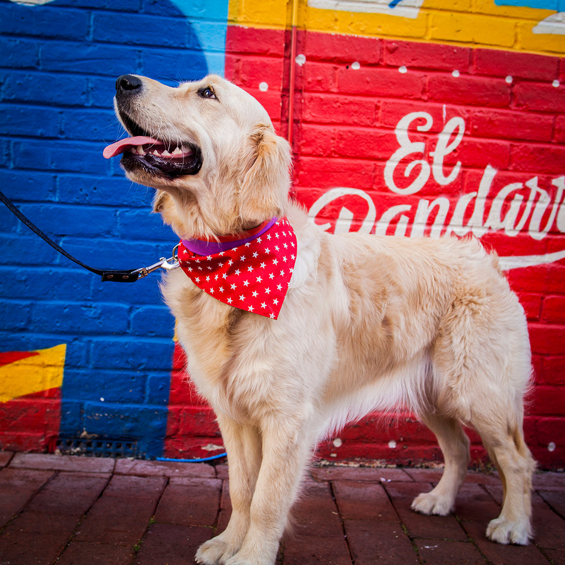 Creature Clothes - Cool Kit for Dogs and Cats and their People